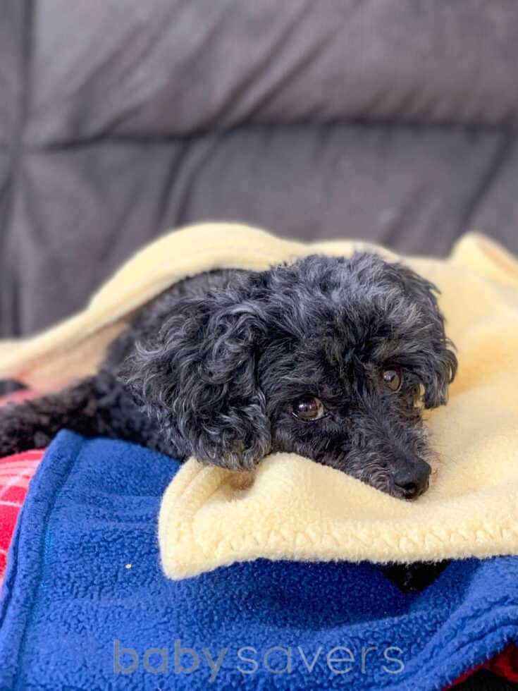 Is Rover Safe? My Dog was Paralyzed by a Rover.com Pet Sitter