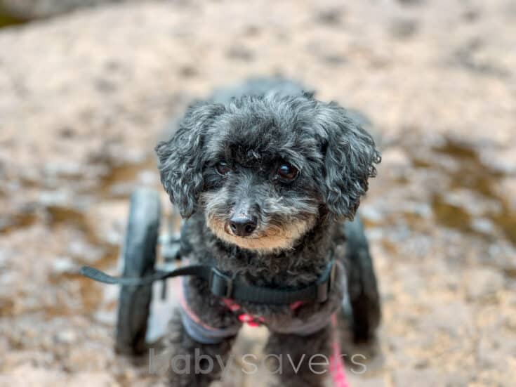 Is Rover Safe? My Dog was Paralyzed by a Rover.com Pet Sitter
