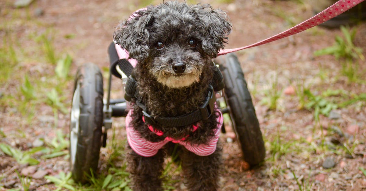 Is Rover Safe? My Dog was Paralyzed by a Rover.com Pet Sitter